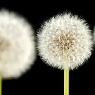 Case study: Pillars of Progress | Articles | Chartered IIA