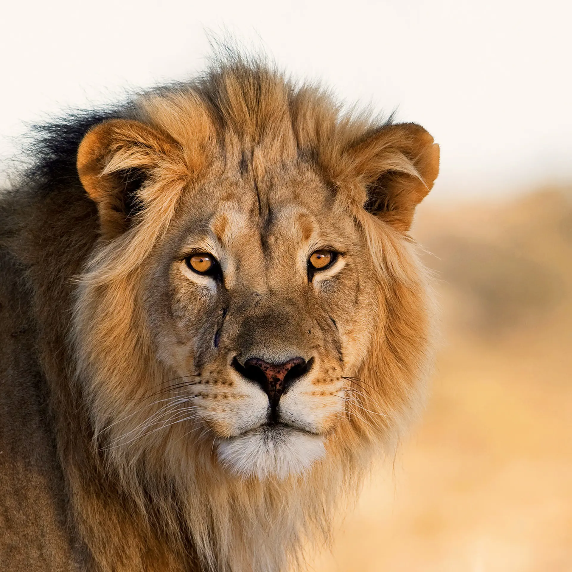 AuditBoard | Professional courage as a catalyst for transformational change in internal audit