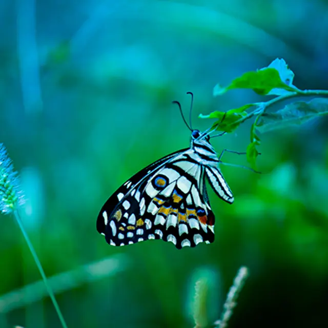 Introduction to Professional Internal Auditing | Articles | Chartered IIA